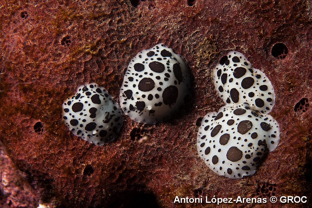 Peltodoris atromaculata (Dotted sea-slug) (Discodoris atromaculata)